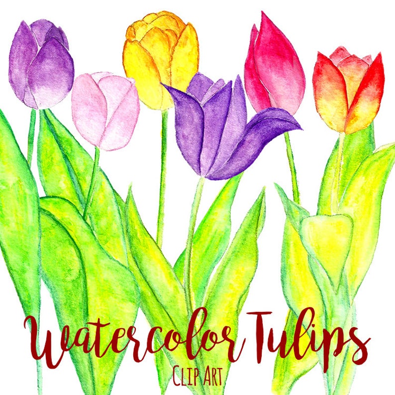 Watercolor Tulips Clip Art Custom Invitations Clip Art - Etsy