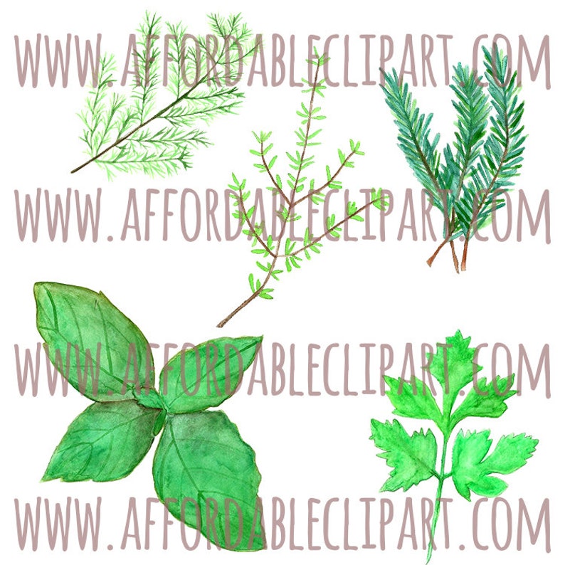 Watercolor Herbs Clipart, Herbal Clip Art, Basil Leaf Clip Art, Recipes ...