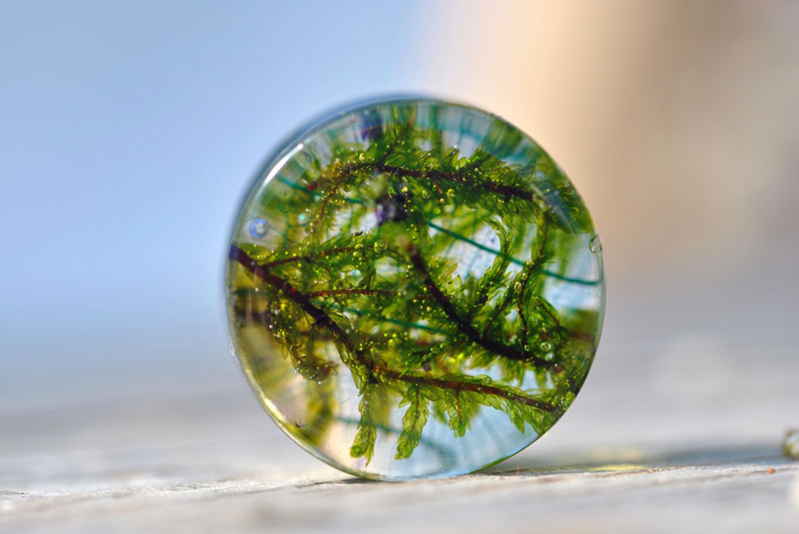 Ear Plugs Real Flower Plugs Resin Plug Earrings Magic Resin - Etsy