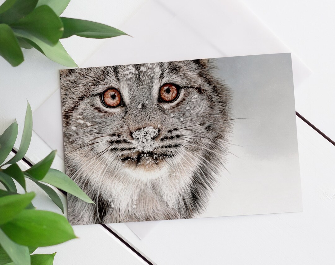 Canada Lynx Greetings Card - Blank Inside or Happy Christmas Message ...