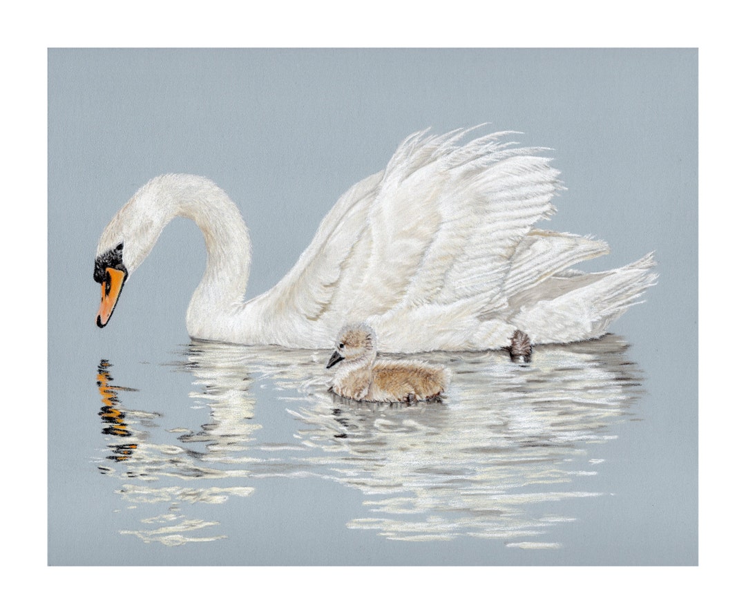 Swan and Cygnet Mother and Baby Fine Art Giclee Print 10x8inches - Etsy