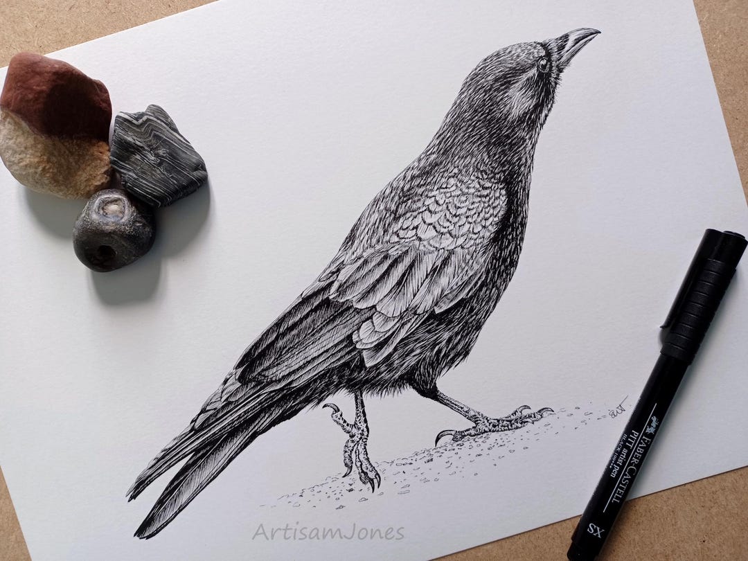 Original Pen and Ink Crow Illustration - the Curious Crow. - Etsy