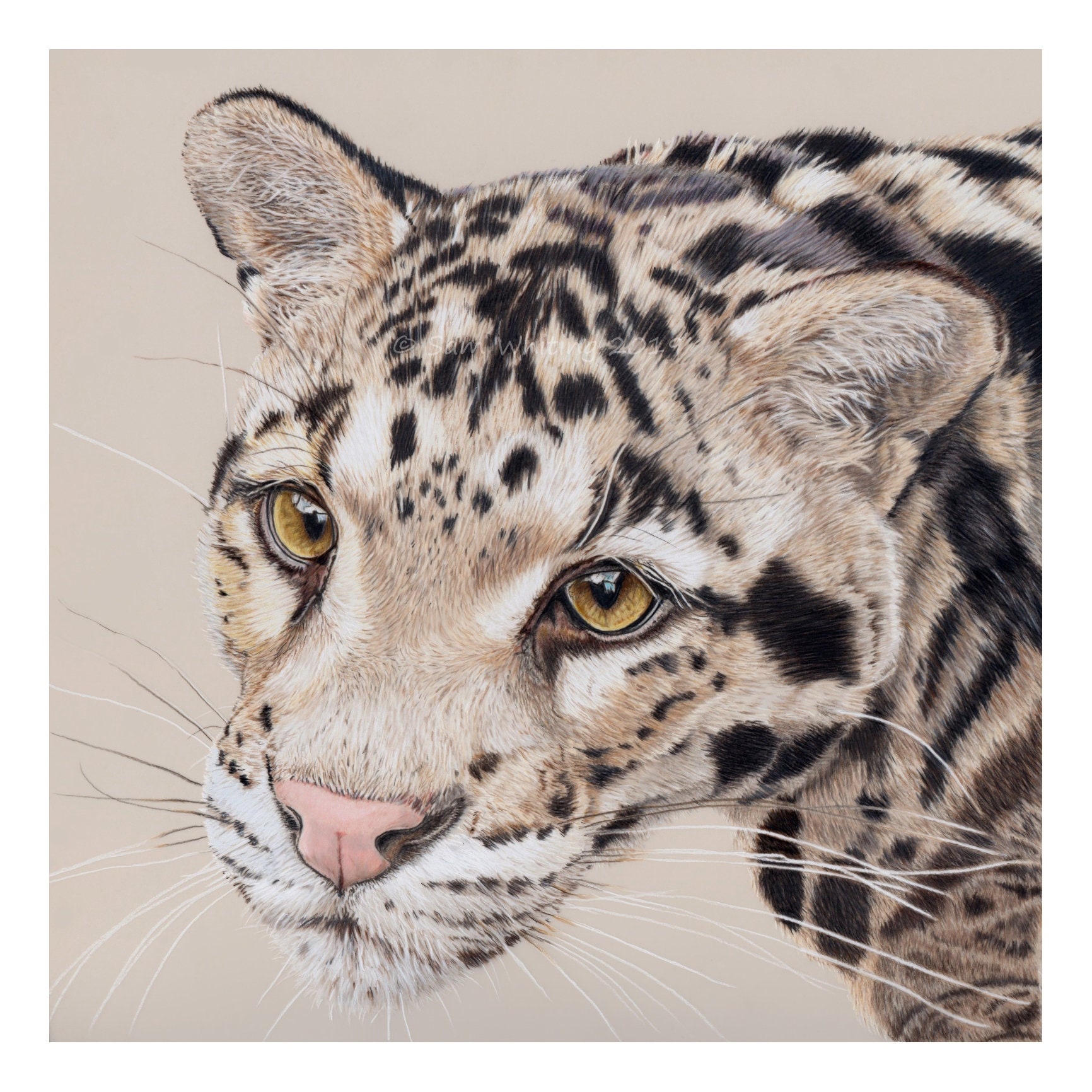 Clouded Leopard Face Drawing