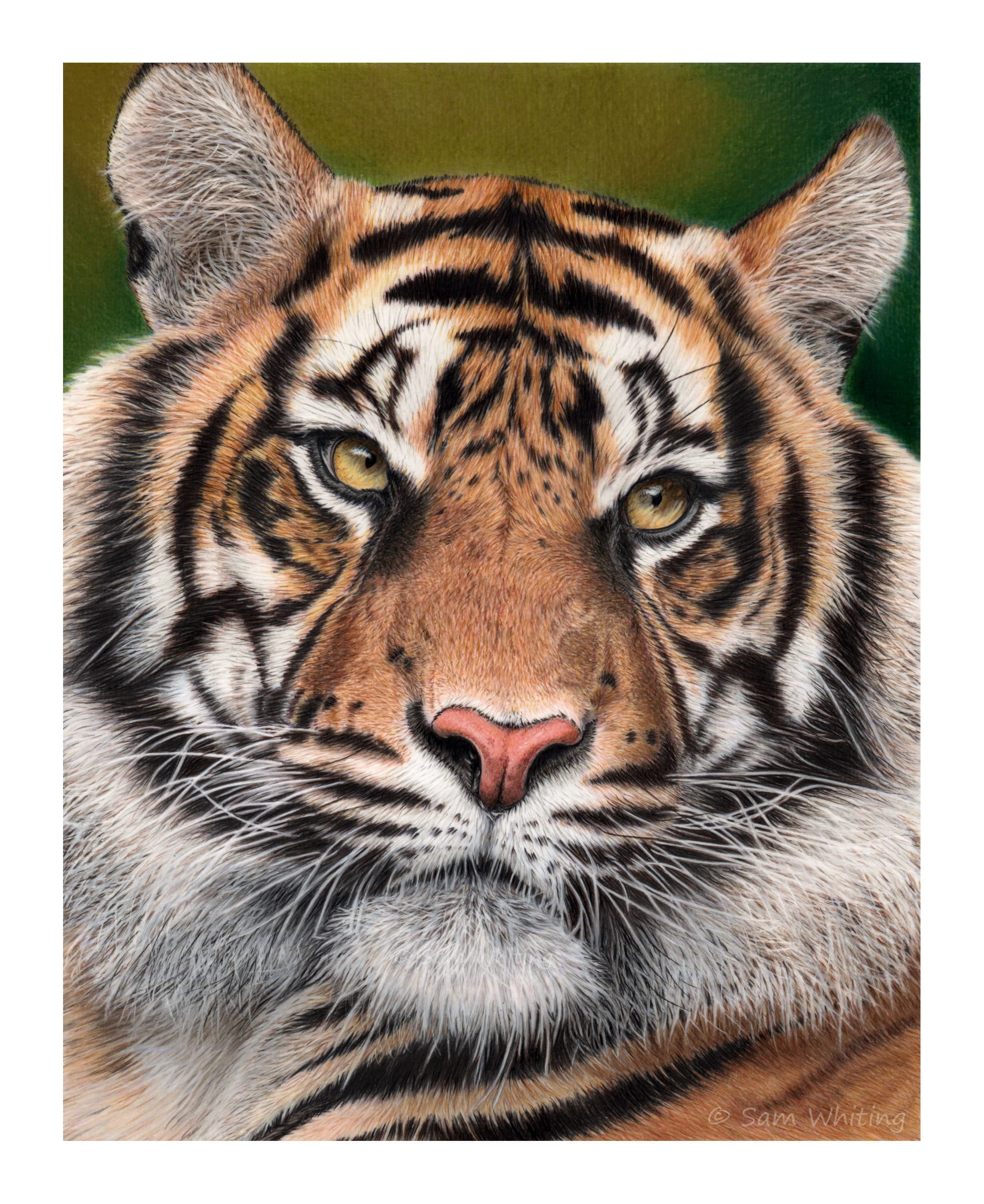 Tiger Fine Art Giclee Print Big Cat Print 8x10 Inches - Etsy