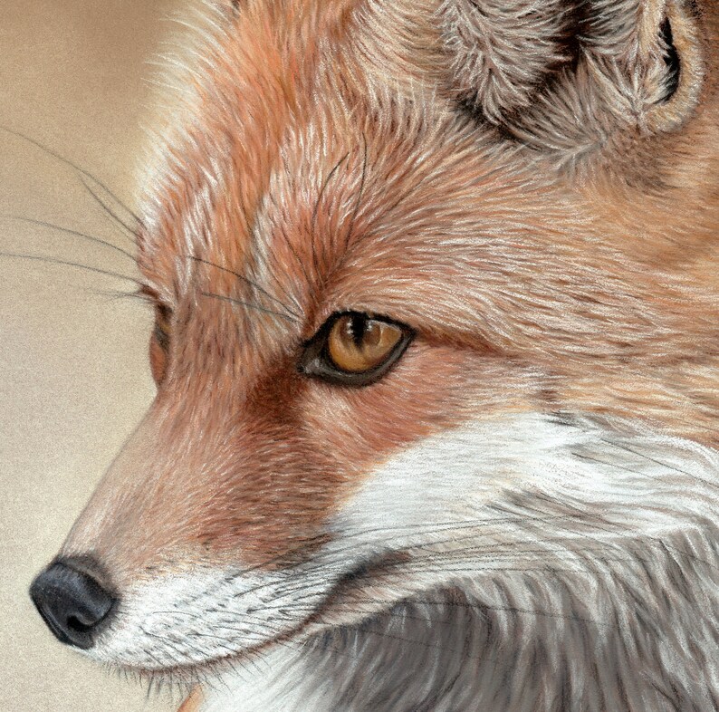 Fox - Fine Art Giclee Print - Red Fox - 8x10 Inches - Etsy
