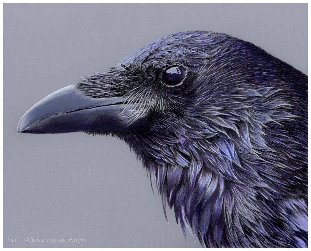 Raven Profile Portrait - Fine Art Giclee Print (10x8ins) - Etsy