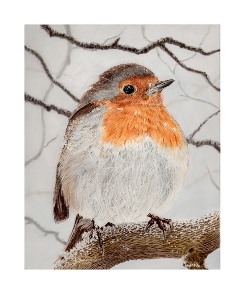 Robin Fine Art Giclee Print Robin Redbreast. - Etsy
