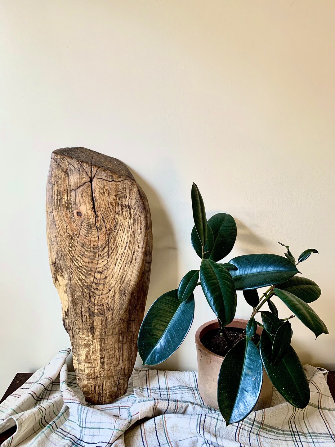 Live Edge Spalted Polished Wood Slab, Raw Abstract Sculpture Tree Stump ...