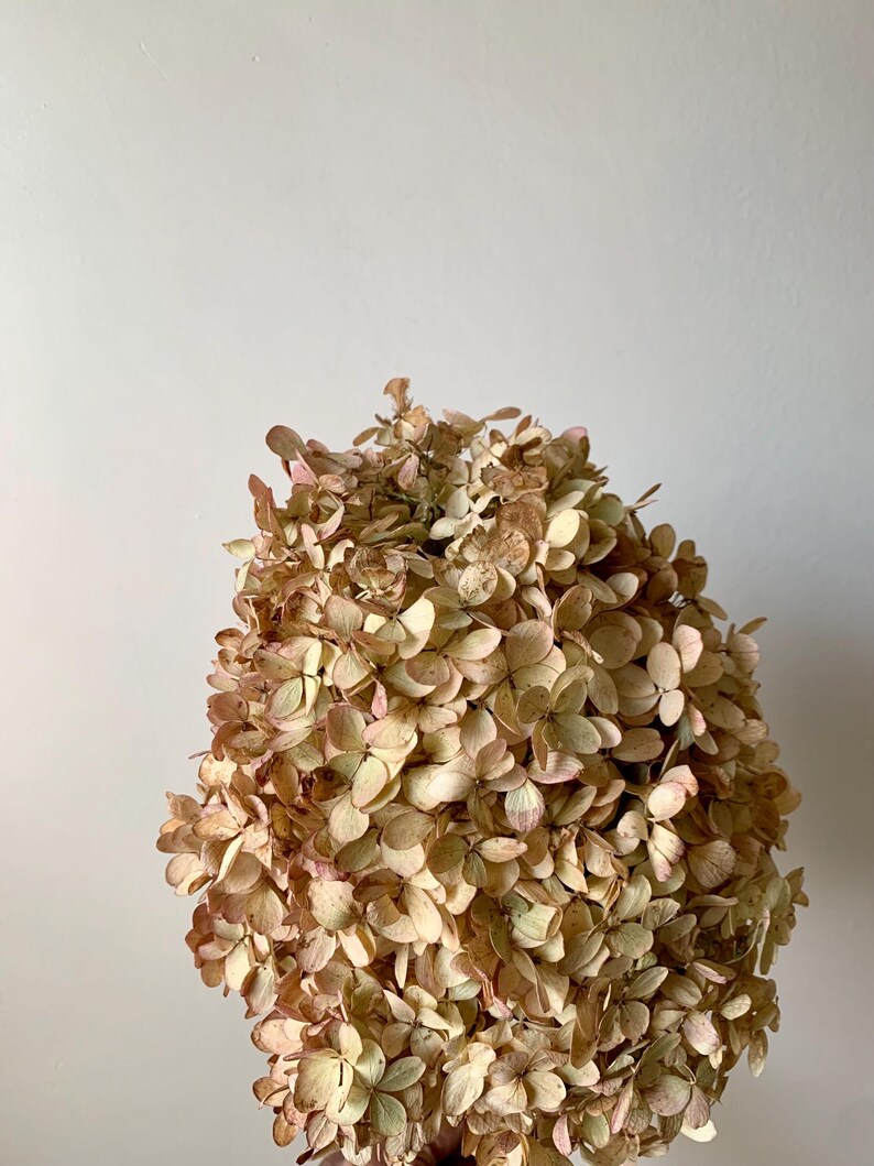 Limelight Hydrangea Bouquet, 3 Stem Dried Flower Bunch, Large Jumbo ...