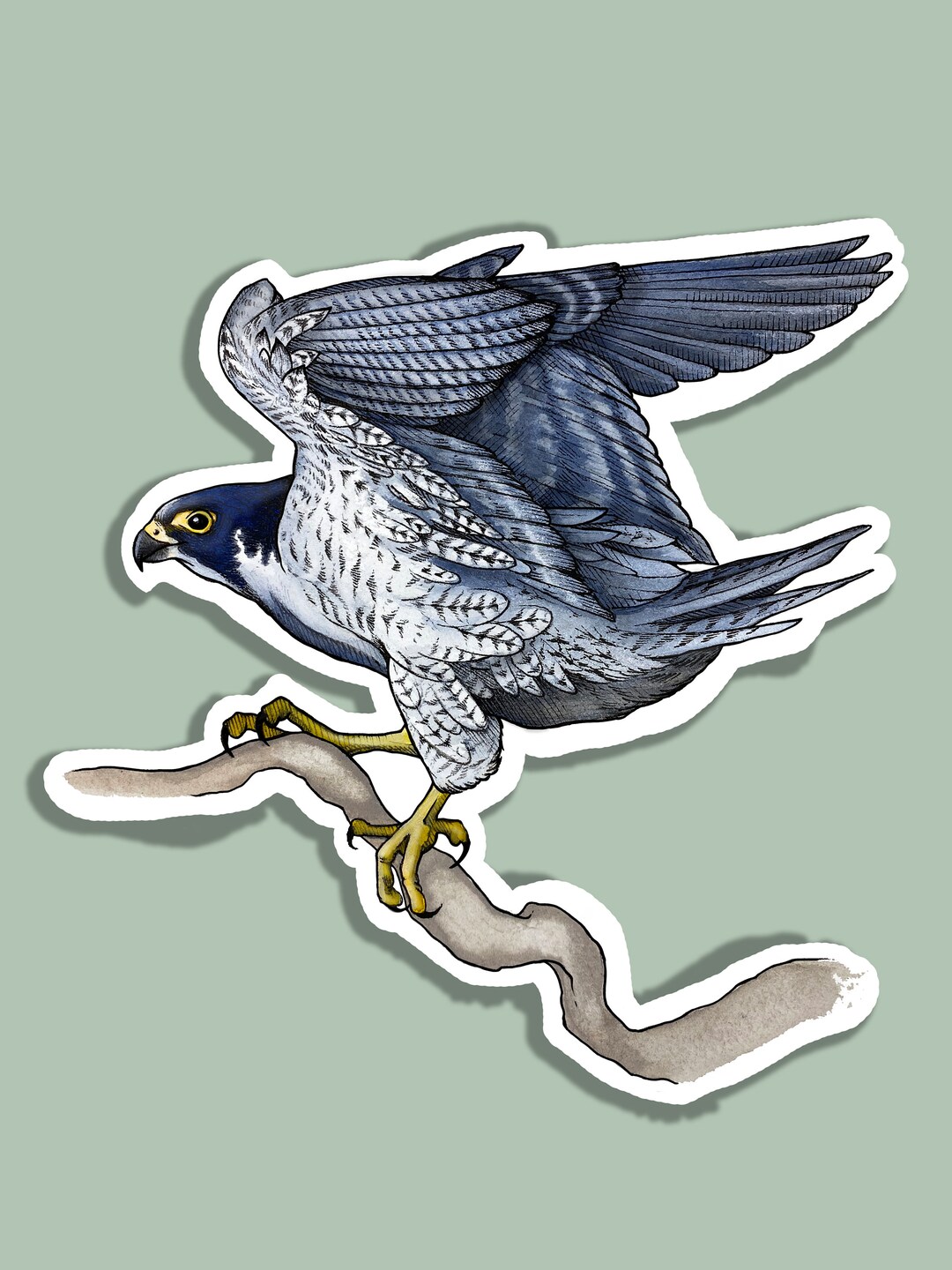Peregrine Falcon Decal - Etsy