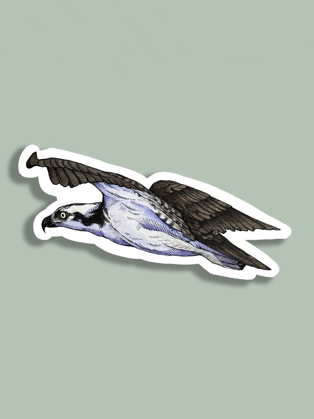 Osprey Decal - Etsy