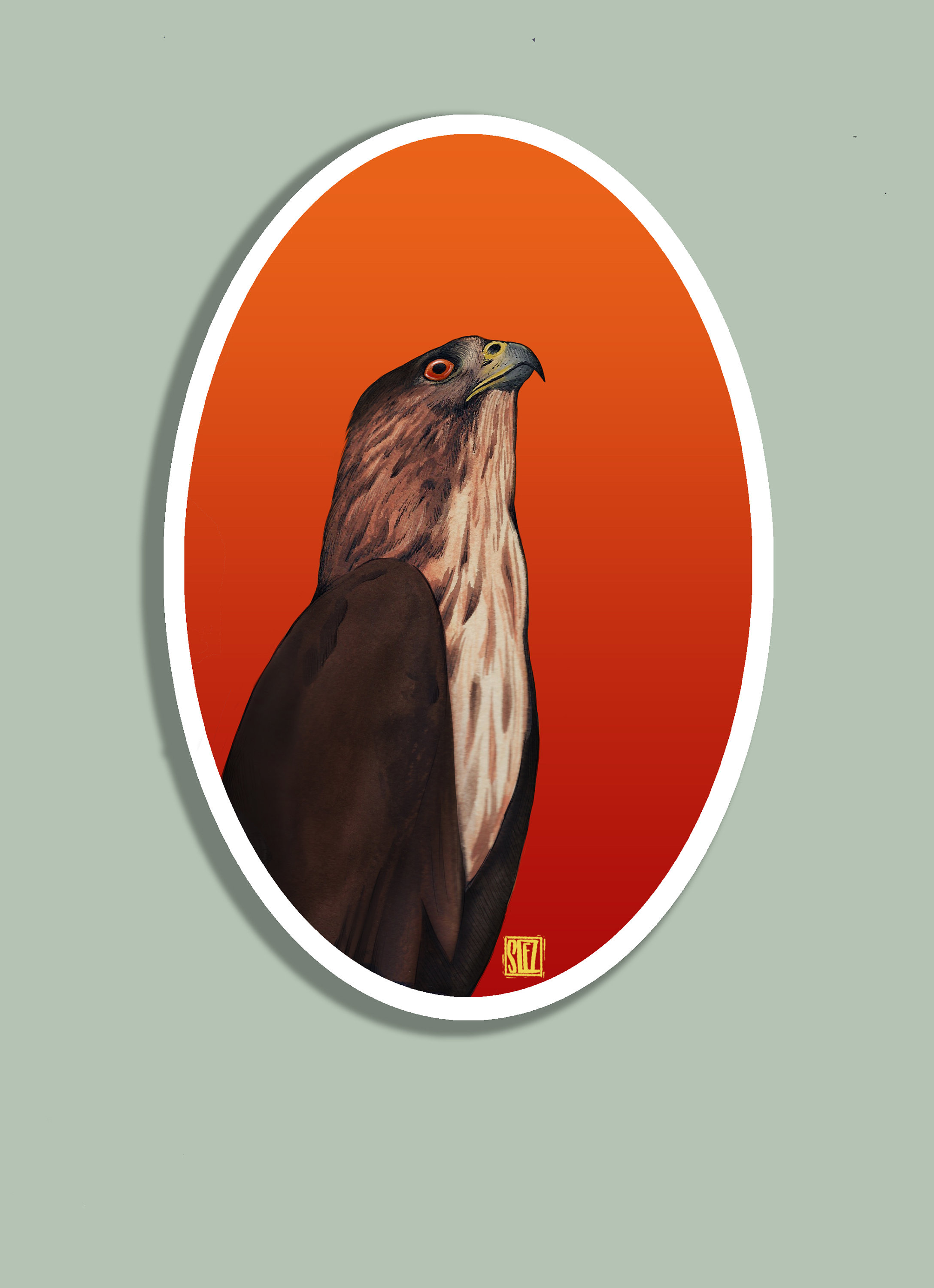 Coopers Hawk Decal - Etsy