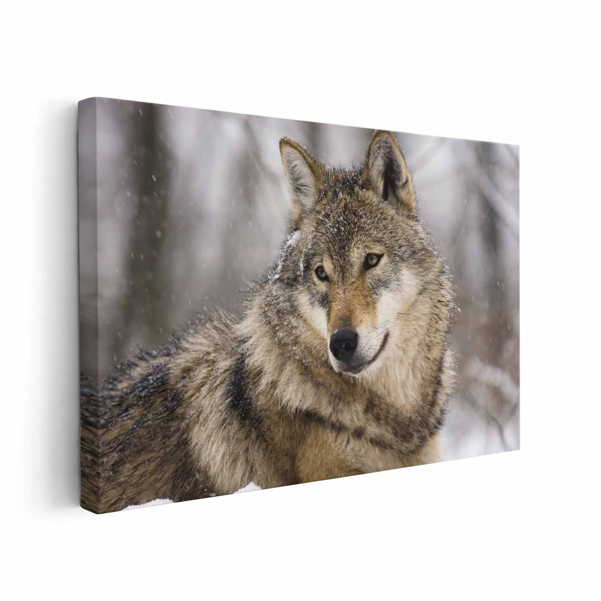 Gray Wolf Canvas Print Gray Wolf Wall Art Canvas Multiple - Etsy