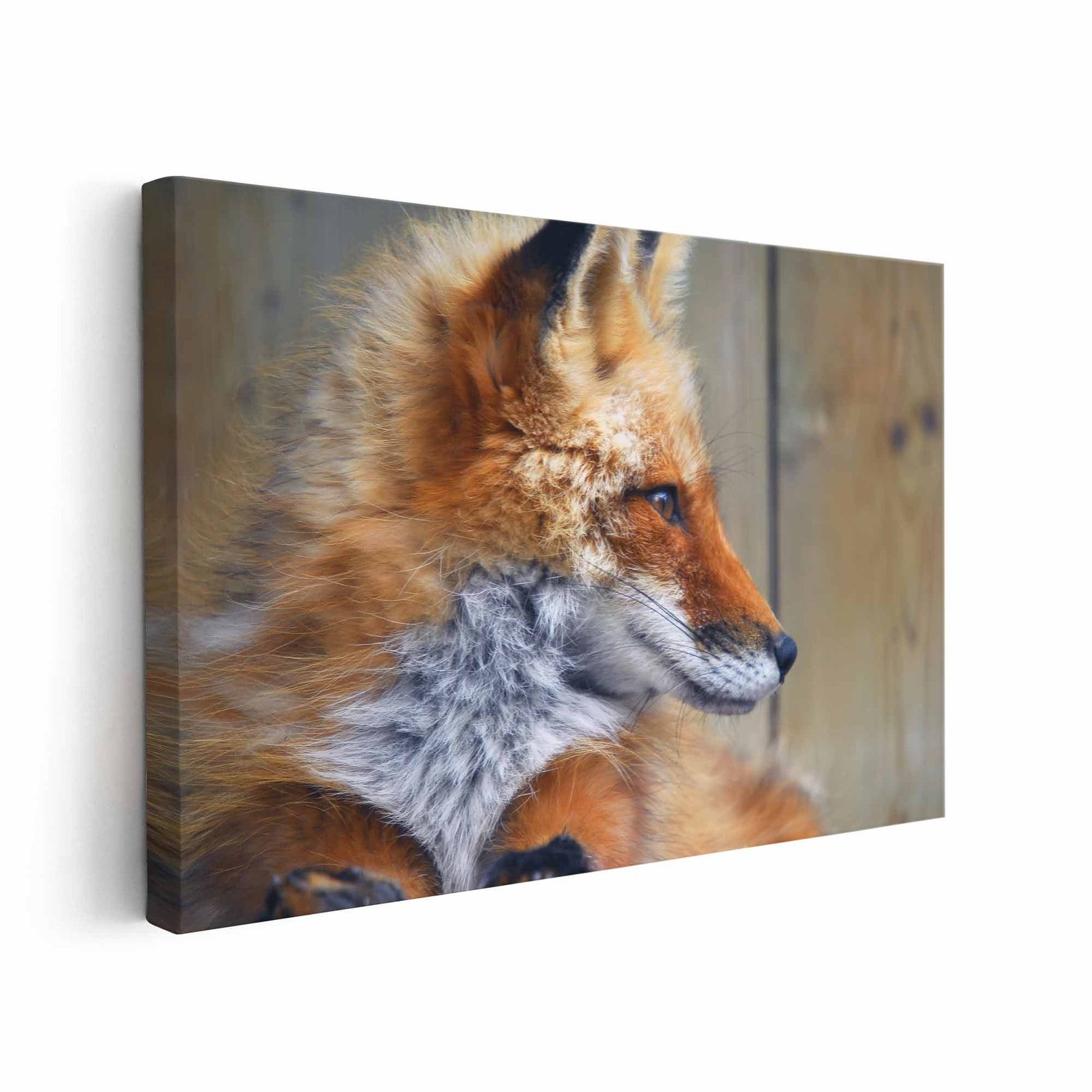 Red Fox Canvas Print Red Fox Wall Art Canvas Multiple Sizes - Etsy
