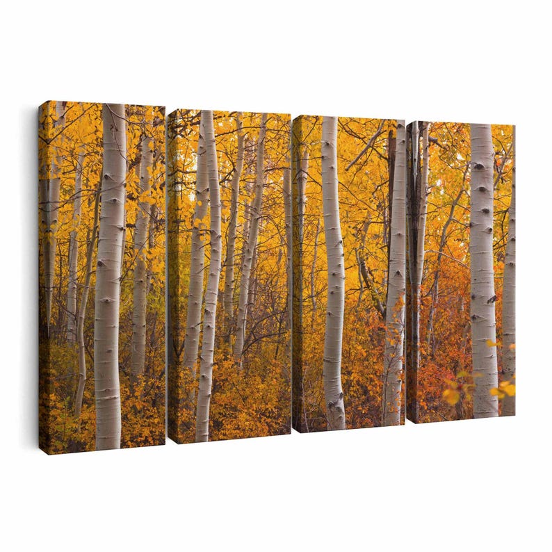 Aspen Tree Wall Art | Canvas or Poster Print (framed) | Color / Black ...