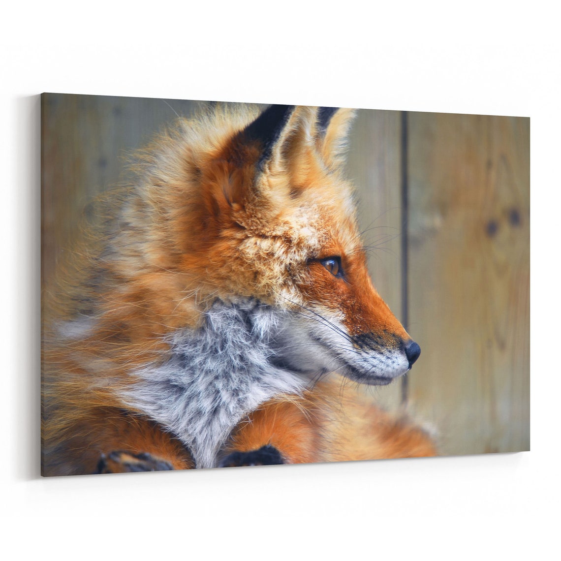 Red Fox Canvas Print Red Fox Wall Art Canvas Multiple Sizes | Etsy