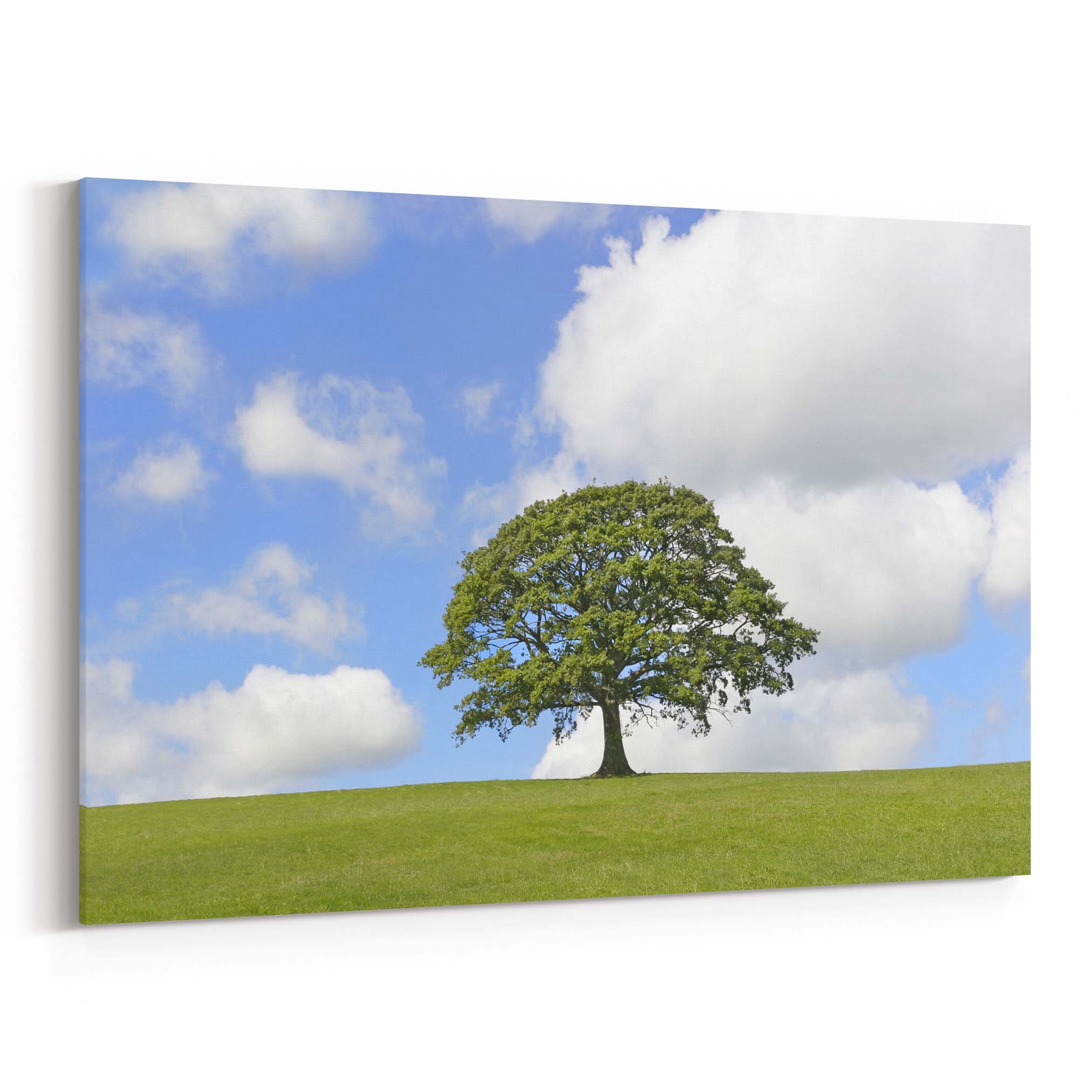 Oak Tree Canvas Print Oak Tree Wall Art Canvas Multiple Sizes | Etsy