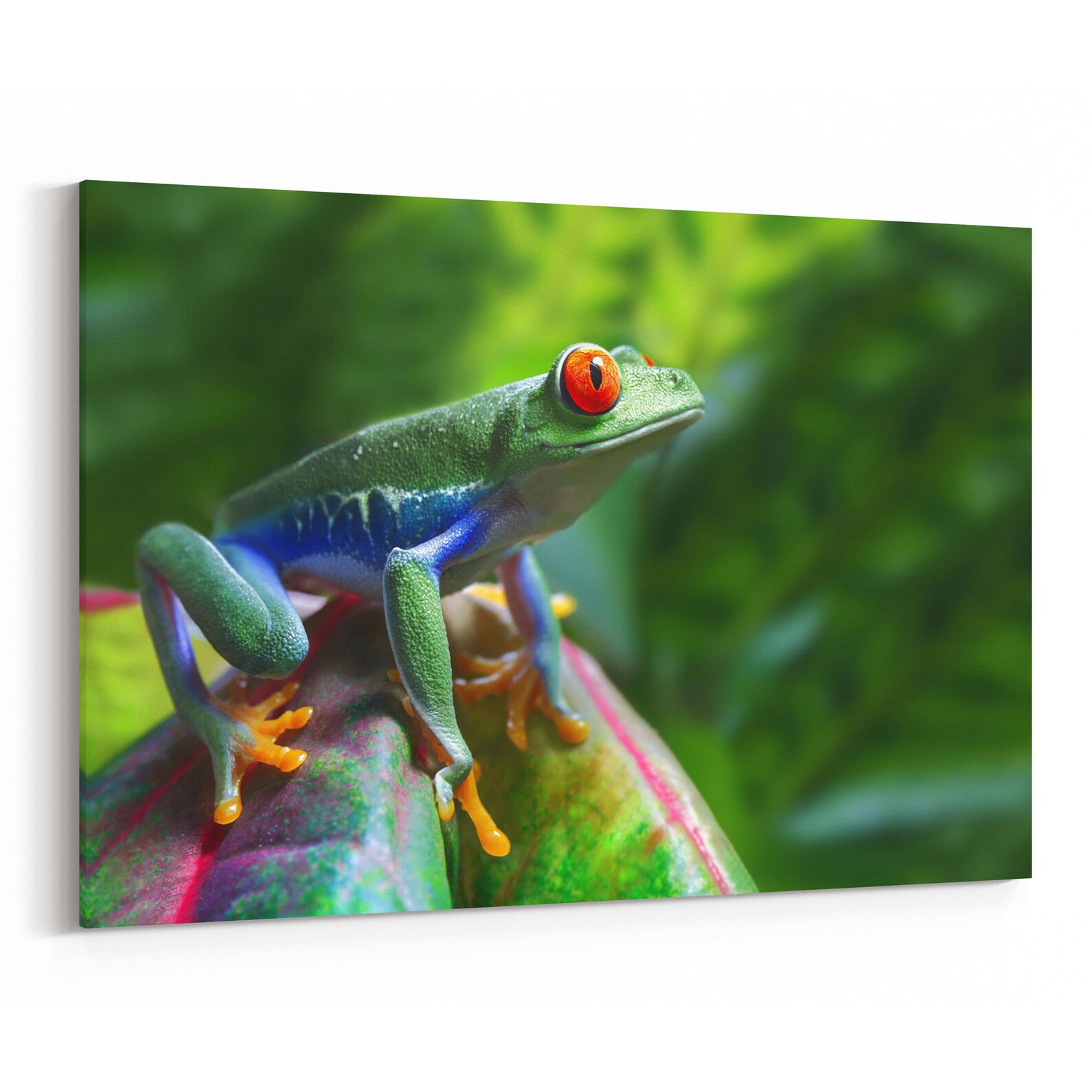 Tree Frog Canvas Print Tree Frog Wall Art Canvas Multiple | Etsy