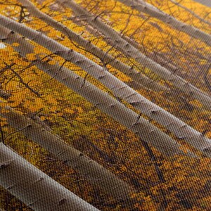 Aspen Tree Canvas Print || Aspen Tree Wall Art || Aspen Tree Poster ...