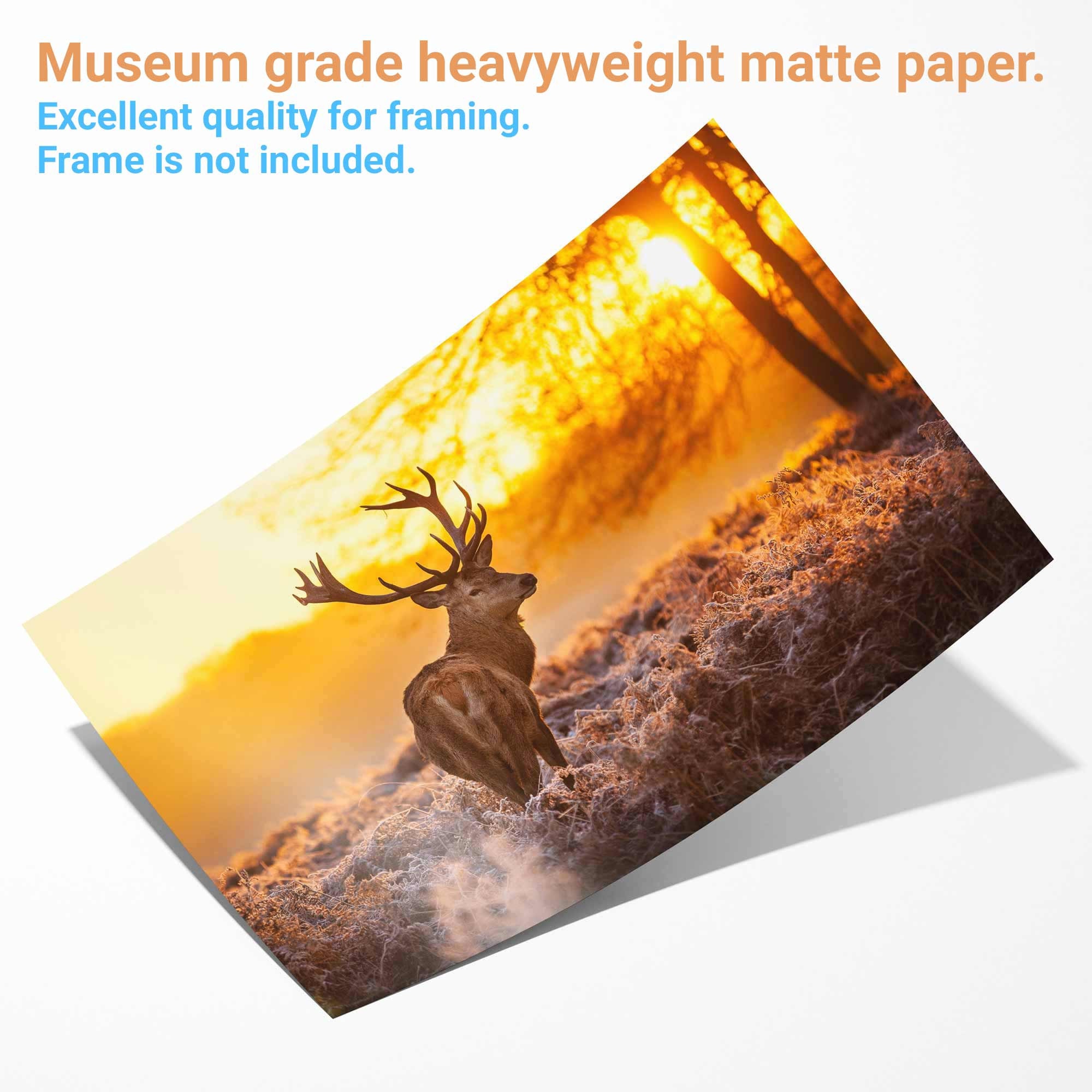 Red Deer Canvas Print Red Deer Wall Art Red Deer Poster - Etsy UK