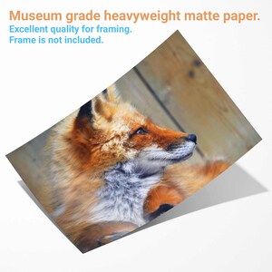 Red Fox Canvas Print || Red Fox Wall Art || Red Fox Poster || Red Fox ...