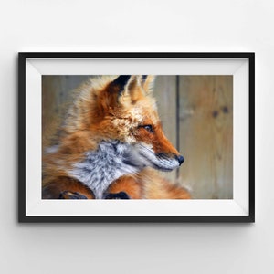 Red Fox Canvas Print || Red Fox Wall Art || Red Fox Poster || Red Fox ...