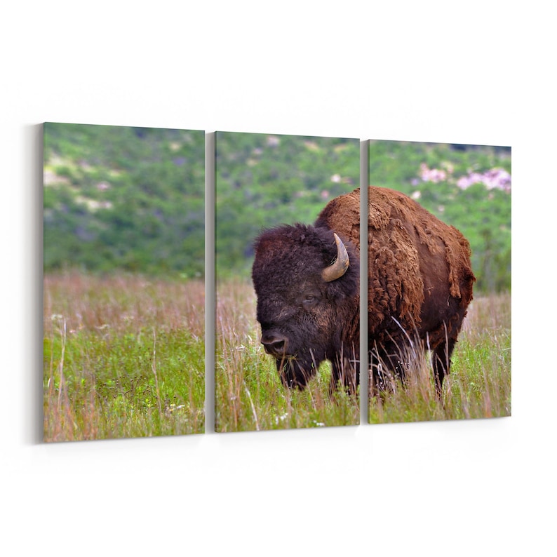American Buffalo Canvas Print American Buffalo Wall Art Canvas | Etsy