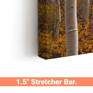 Aspen Tree Canvas Print || Aspen Tree Wall Art || Aspen Tree Poster ...