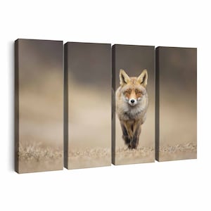 Red Fox Canvas Print || Red Fox Wall Art || Red Fox Poster || Red Fox ...