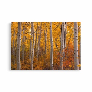 Aspen Tree Canvas Print Aspen Tree Wall Art Canvas Multiple - Etsy