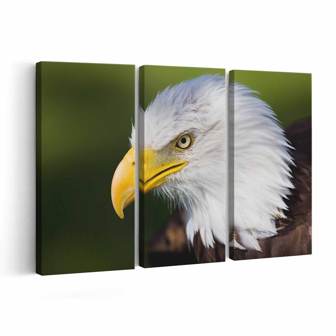 Bald Eagle Canvas Print Bald Eagle Wall Art Bald Eagle Poster Bald ...