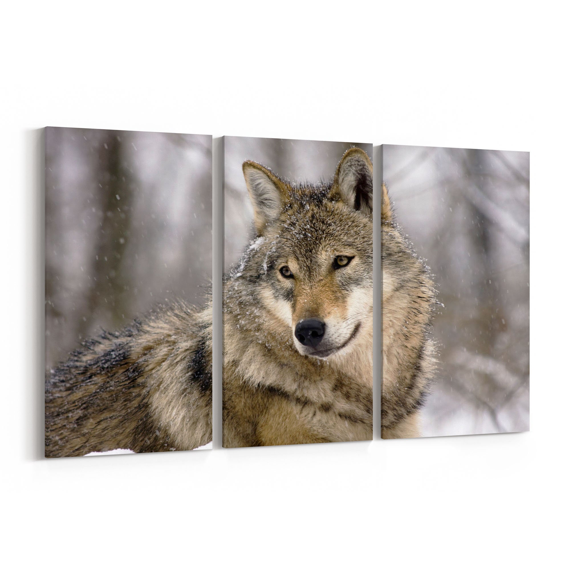 Gray Wolf Canvas Print Gray Wolf Wall Art Canvas Multiple | Etsy