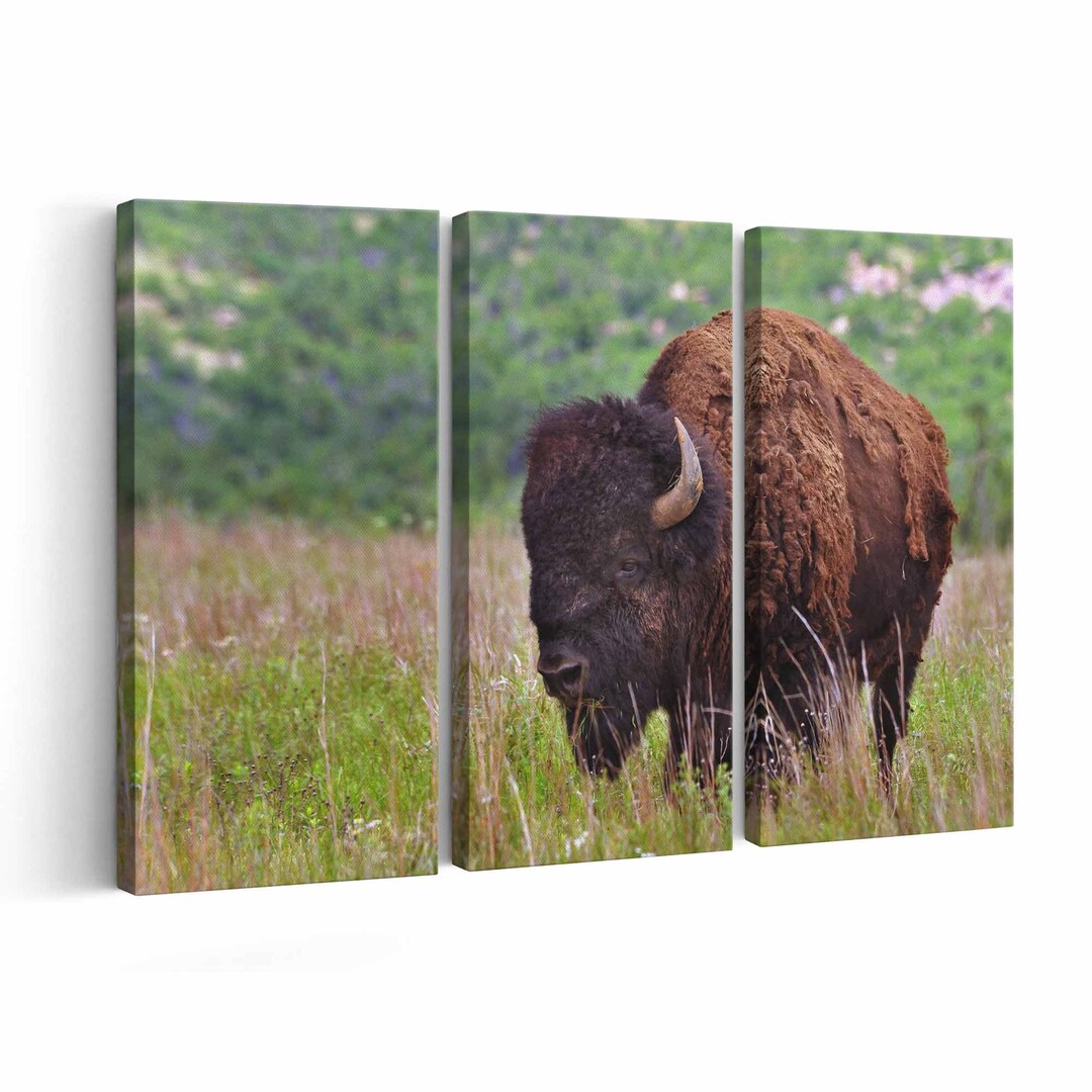 American Buffalo Canvas Print American Buffalo Wall Art Canvas Multiple ...