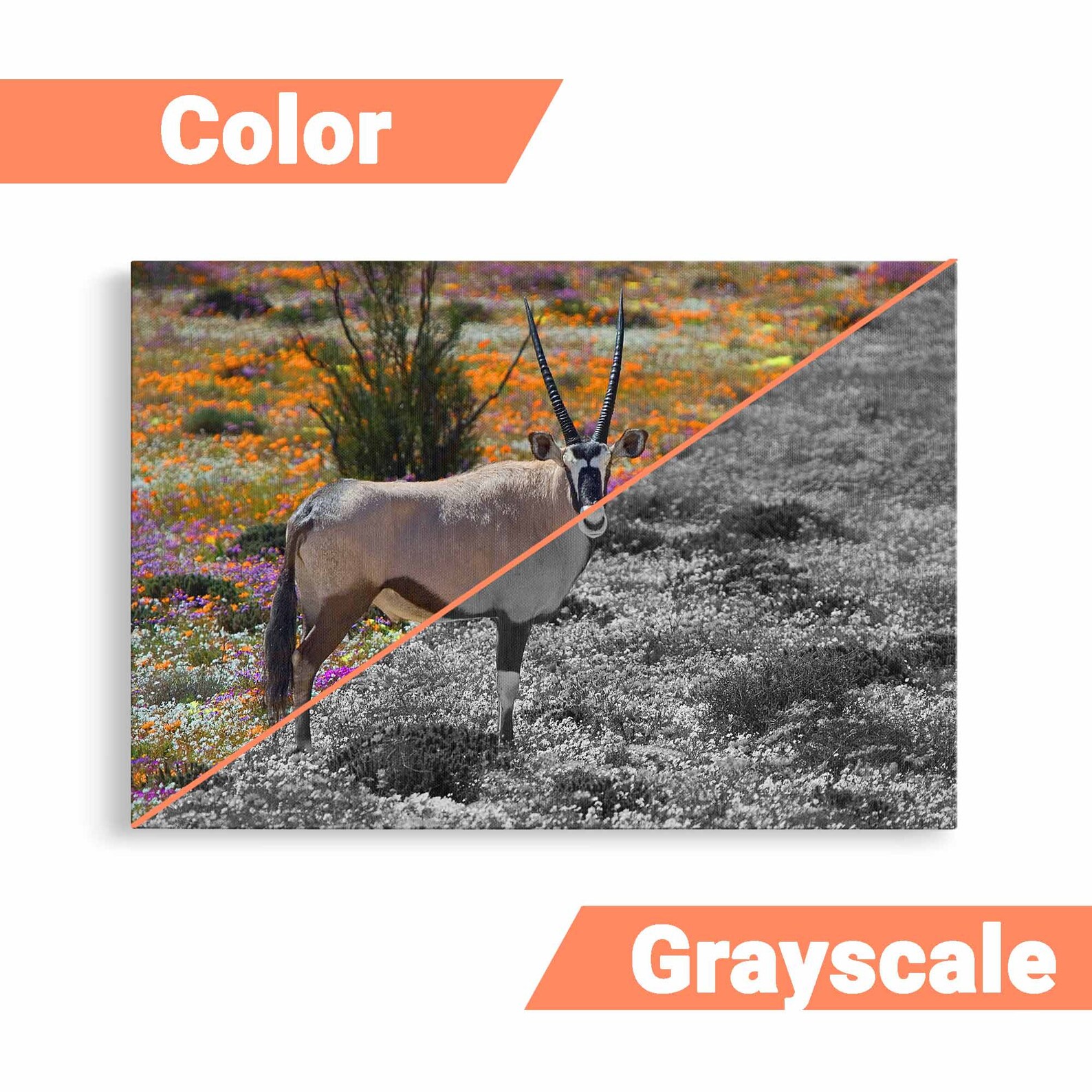 Oryx in Flowers Canvas Print || Oryx in Flowers Wall Art || Oryx in ...