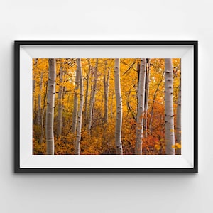 Aspen Tree Canvas Print || Aspen Tree Wall Art || Aspen Tree Poster ...