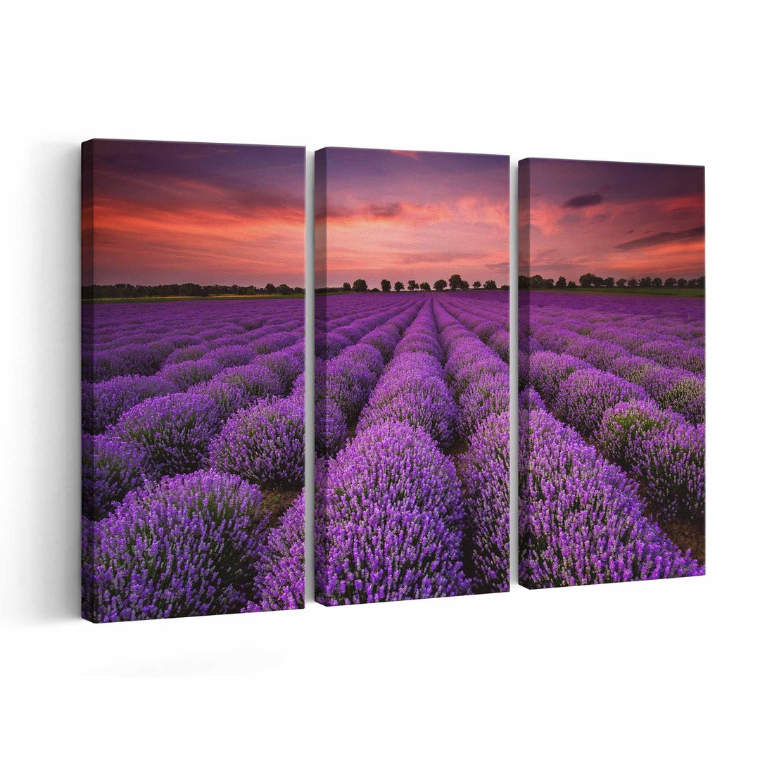 Lavender Field Canvas Print || Lavender Field Wall Art || Lavender ...