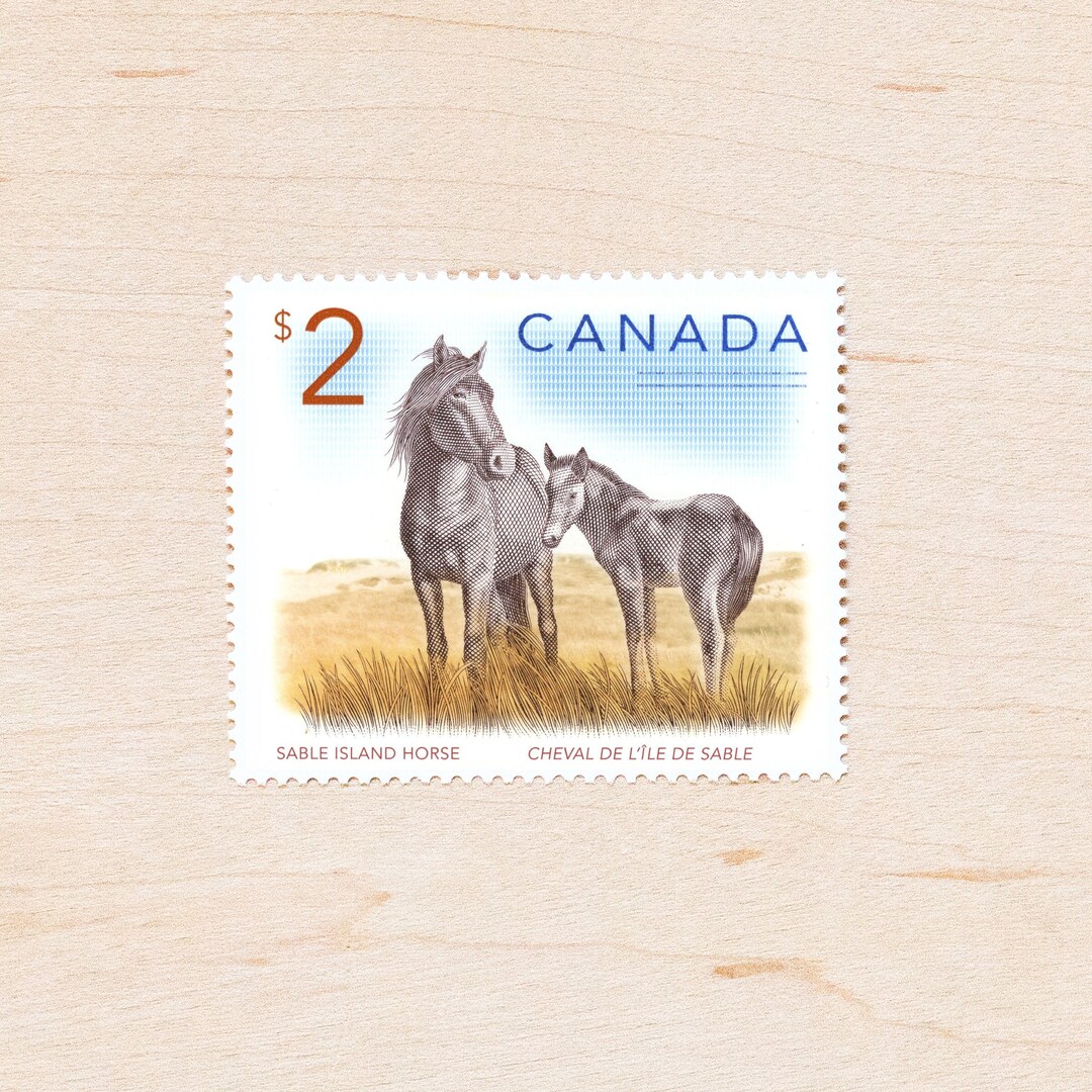 Sable Island Horse Postage Stamp Wedding Calligraphy - Etsy