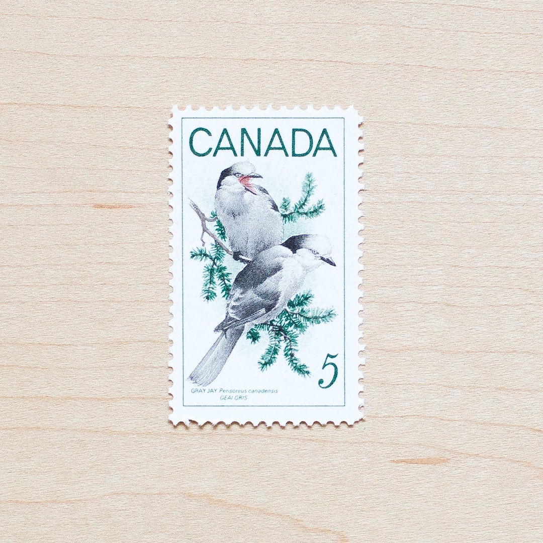 8 Jay Bird Postage Stamps, Canadian, Pine Tree, Wildlife, Gray, Spruce ...