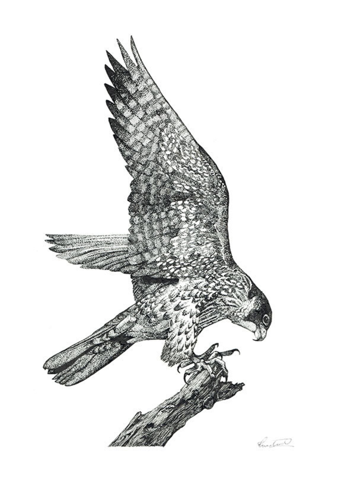 Peregrine Falcon Print - Etsy