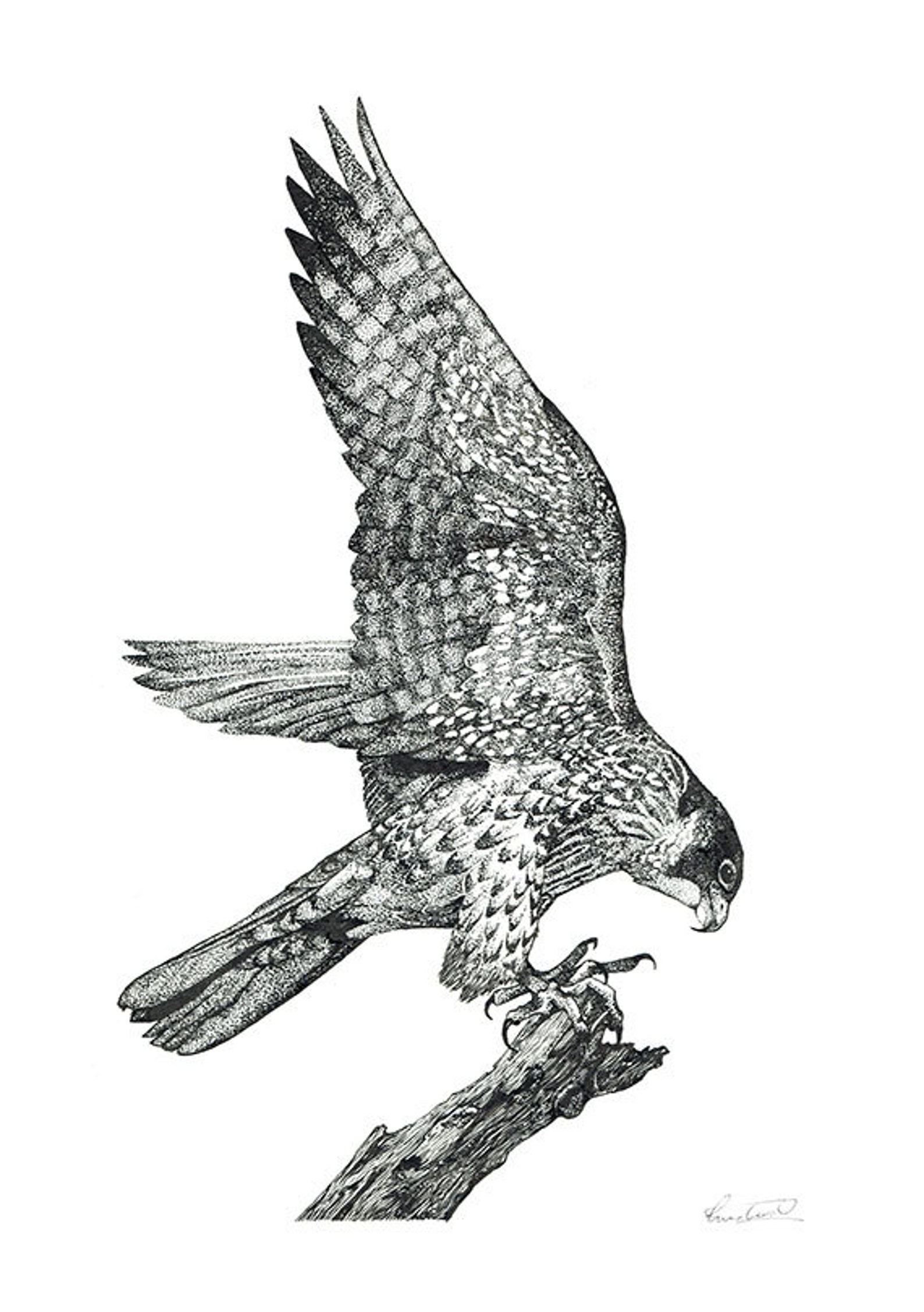Peregrine Falcon Print - Etsy