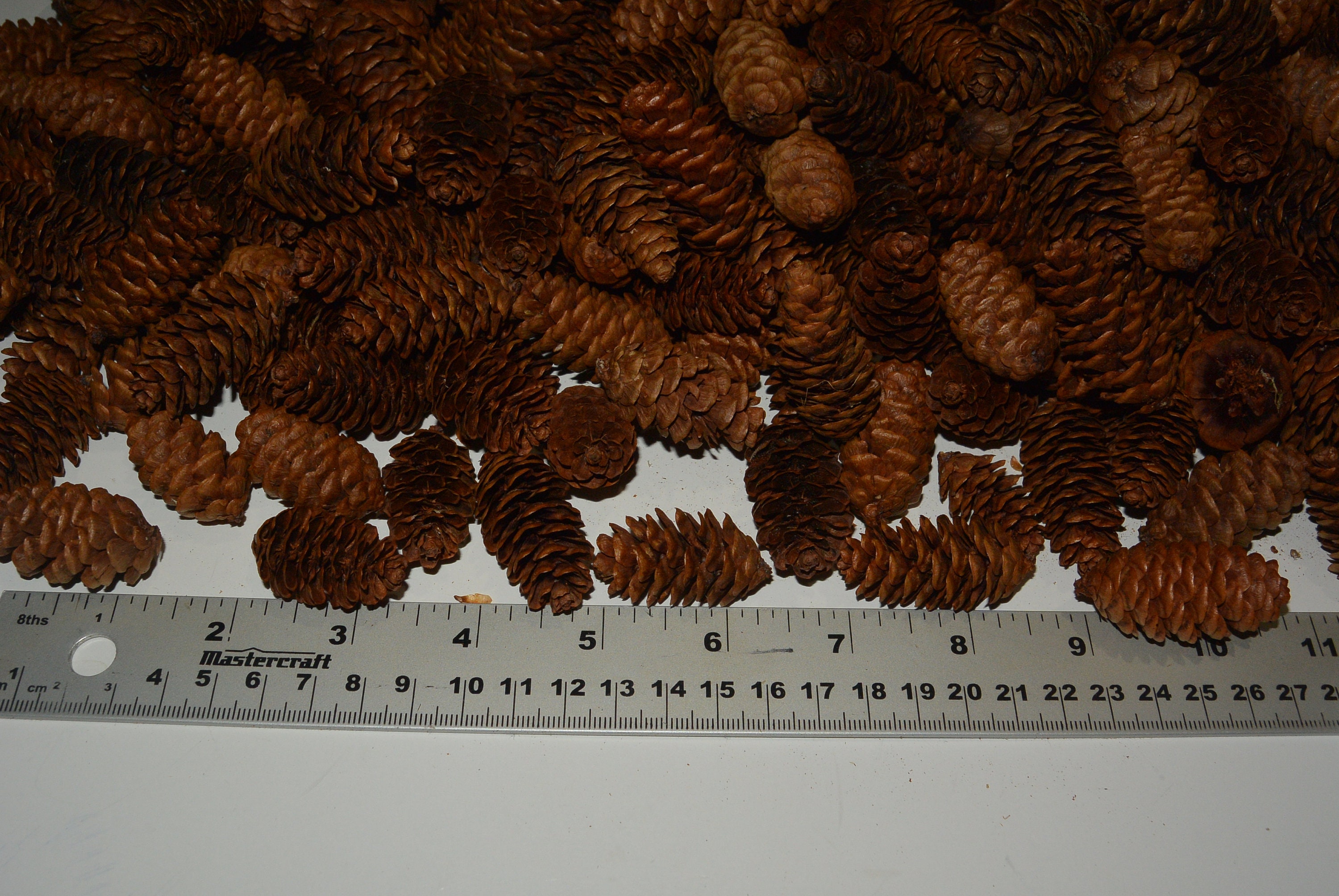 800 Spruce Cones Pine Cones White Spruce Cones Lot 798 | Etsy