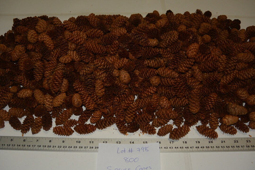 800 Spruce Cones, Pine Cones, White Spruce Cones, Lot #798, Holiday ...