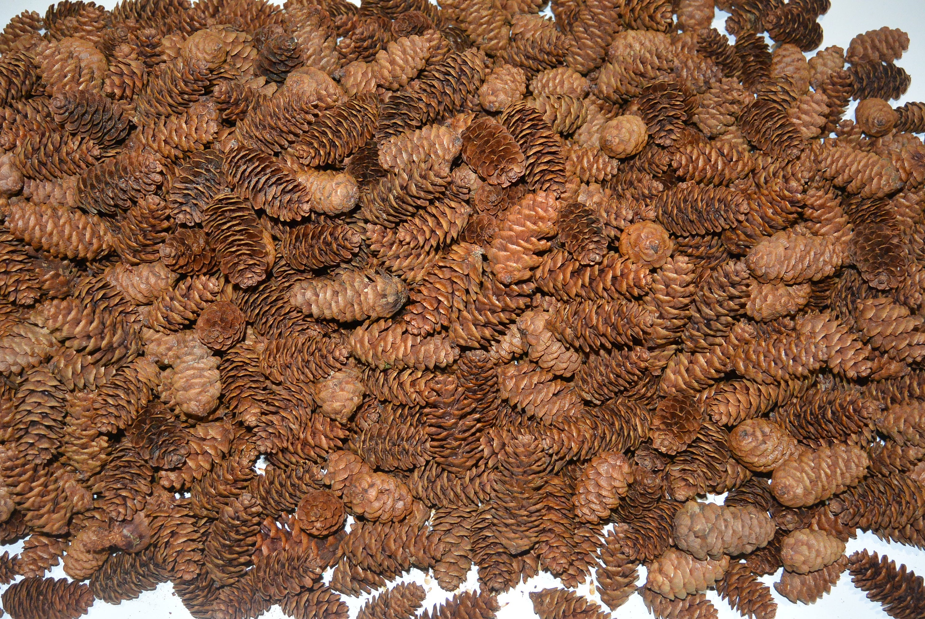 800 Spruce Cones Pine Cones White Spruce Cones Lot 798 | Etsy