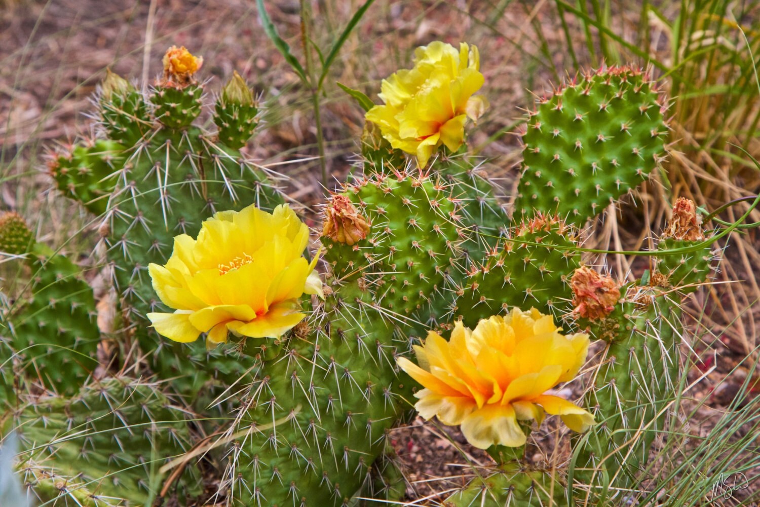 Cactus Flowers, Colorado Springs - Wall Art - Metal Print - Colorado ...