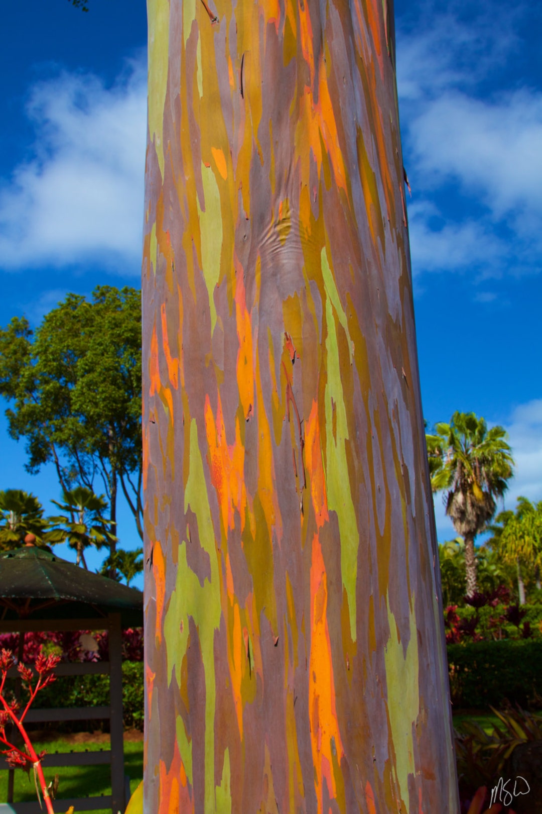 Rainbow Eucalyptus Tree - Art - Aluminum Prints - Ready to Hang ...