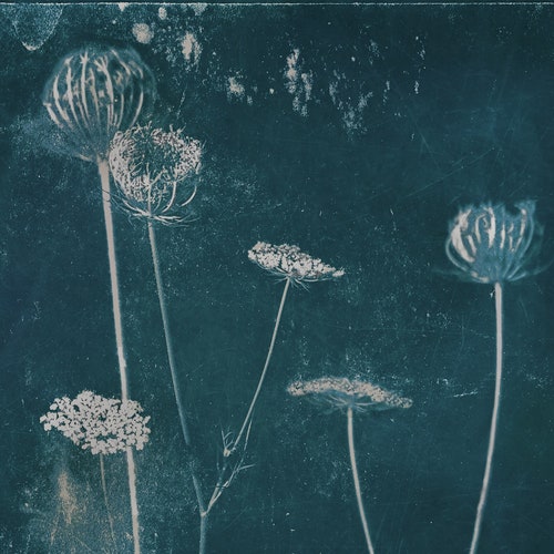 Cyanotype Queen Anne's Lace Wall Art Blue Botanical - Etsy