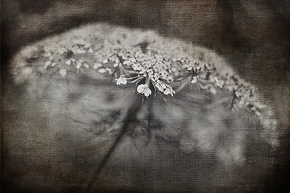 Vintage Style Queen Anne's Lace Southern Gothic Sepia Wild - Etsy