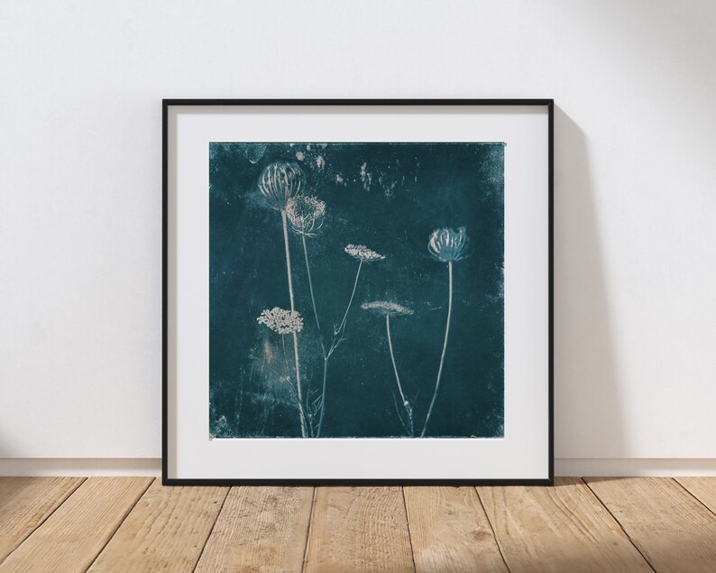 Cyanotype Queen Anne's Lace Wall Art, Blue, Botanical Photography ...