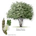 Fresh! 10 Texas Ebony Tree Seeds - Ebanopsis Ebano Arizona Desert ...