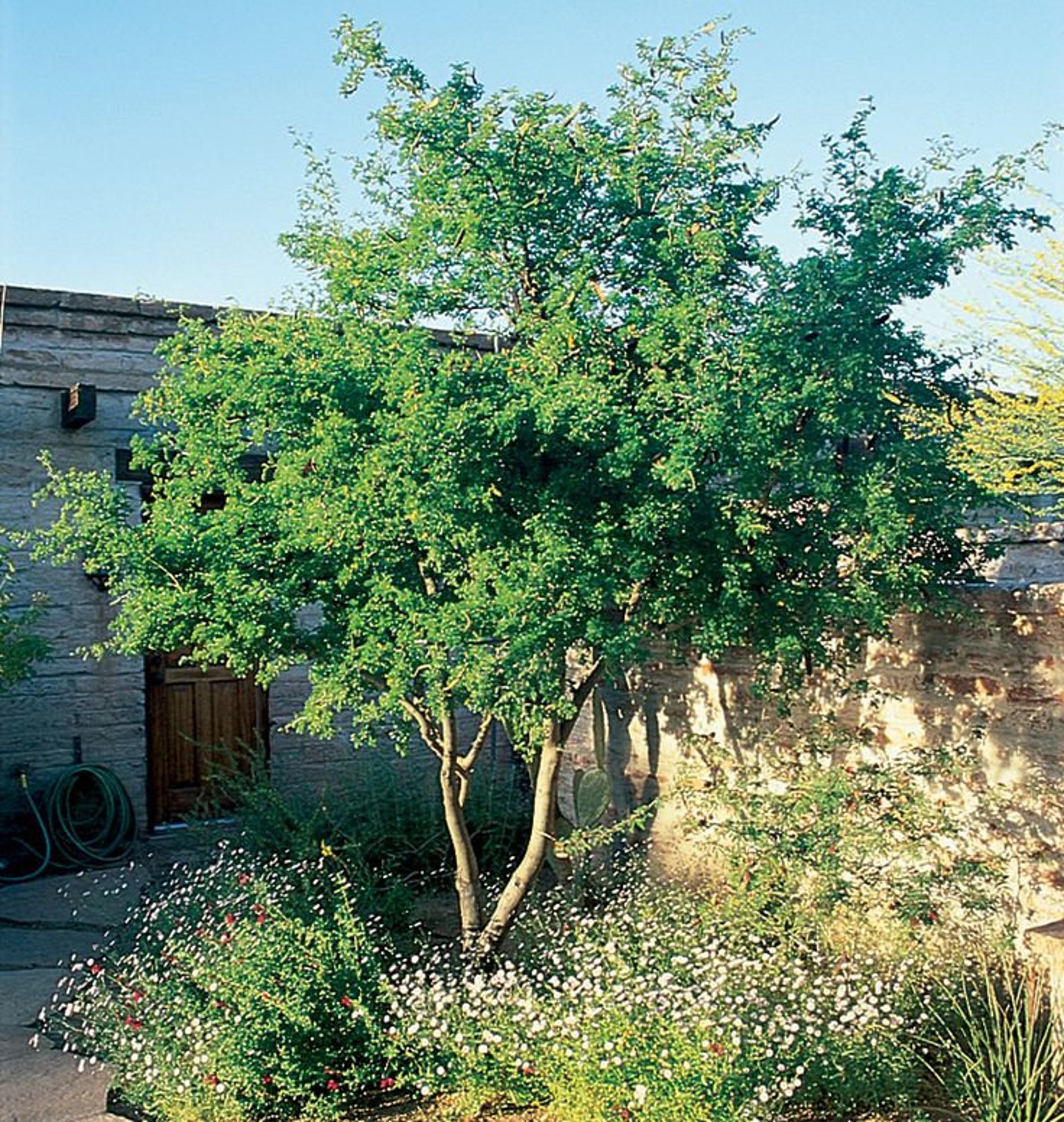 Fresh! 10 Texas Ebony Tree Seeds - Ebanopsis Ebano Arizona Desert ...